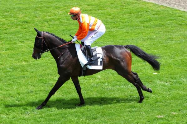 Dimanche 21 Août à Deauville : La sélection de Lucas ! – HORSETURFPRO